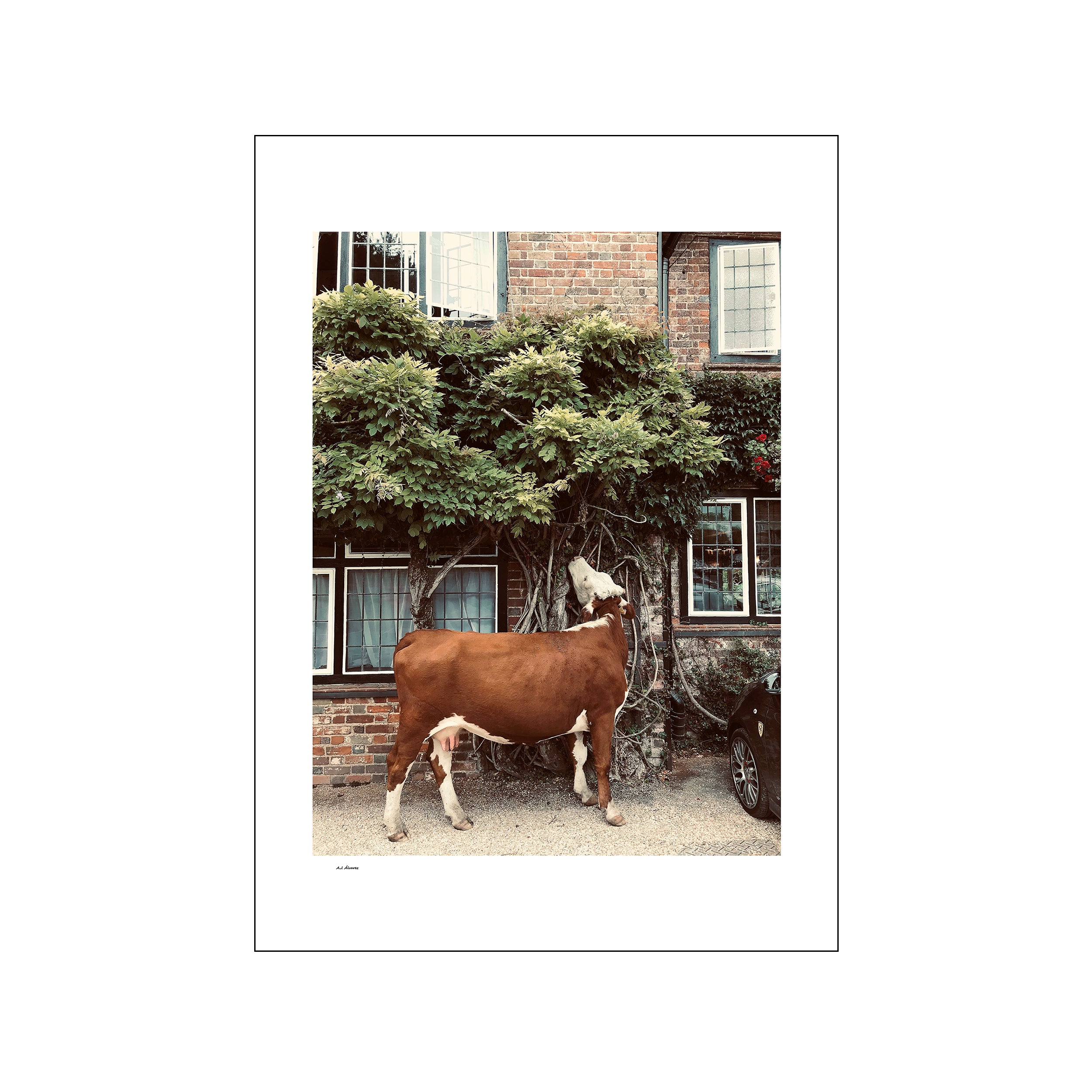 Why Not – Poster & Frame Art Group