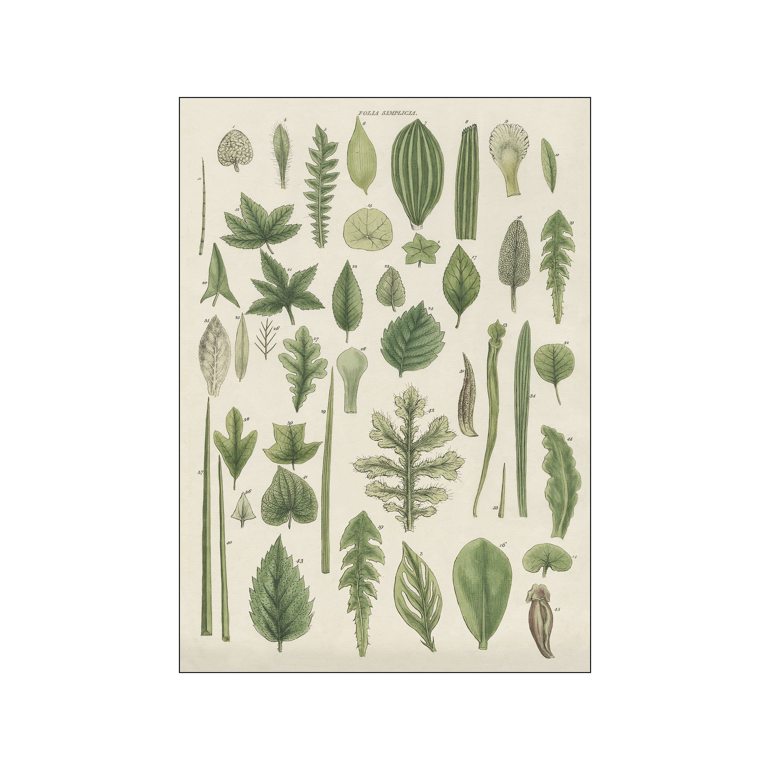 Assortment of Leaves II – Poster & Frame Art Group