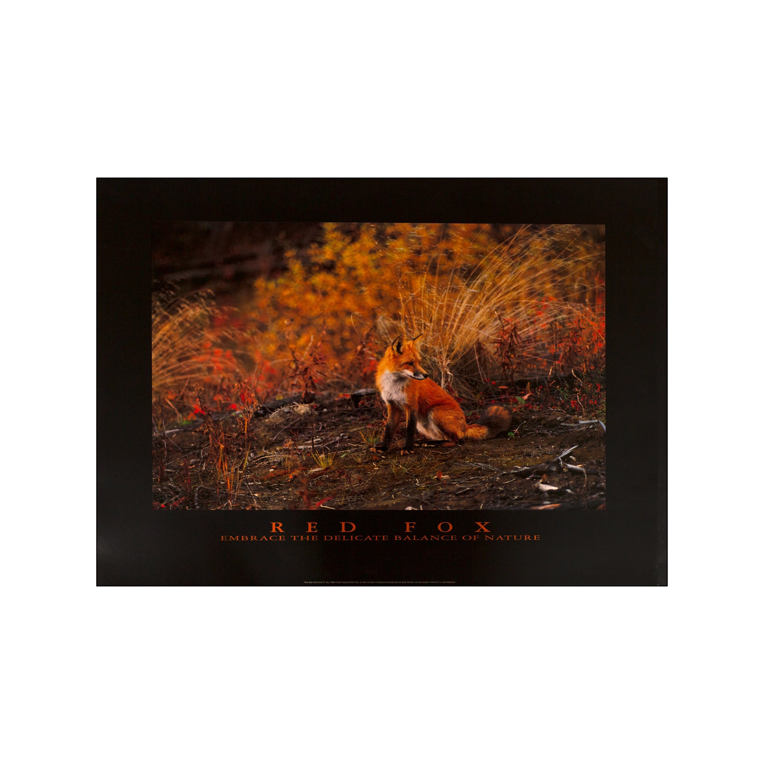 Red fox – B2C | Poster & Frame