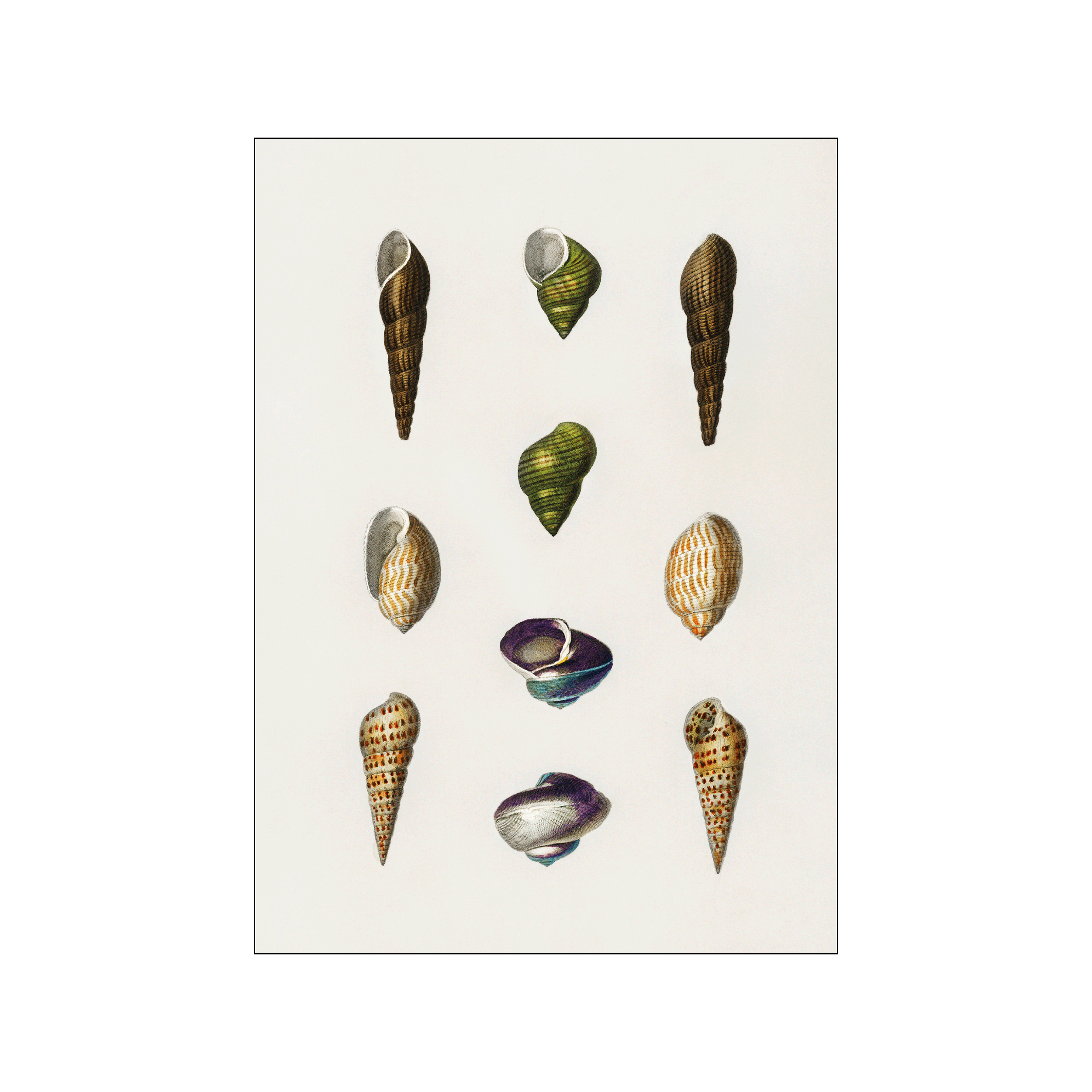 Types of mollusks – Poster & Frame Art Group