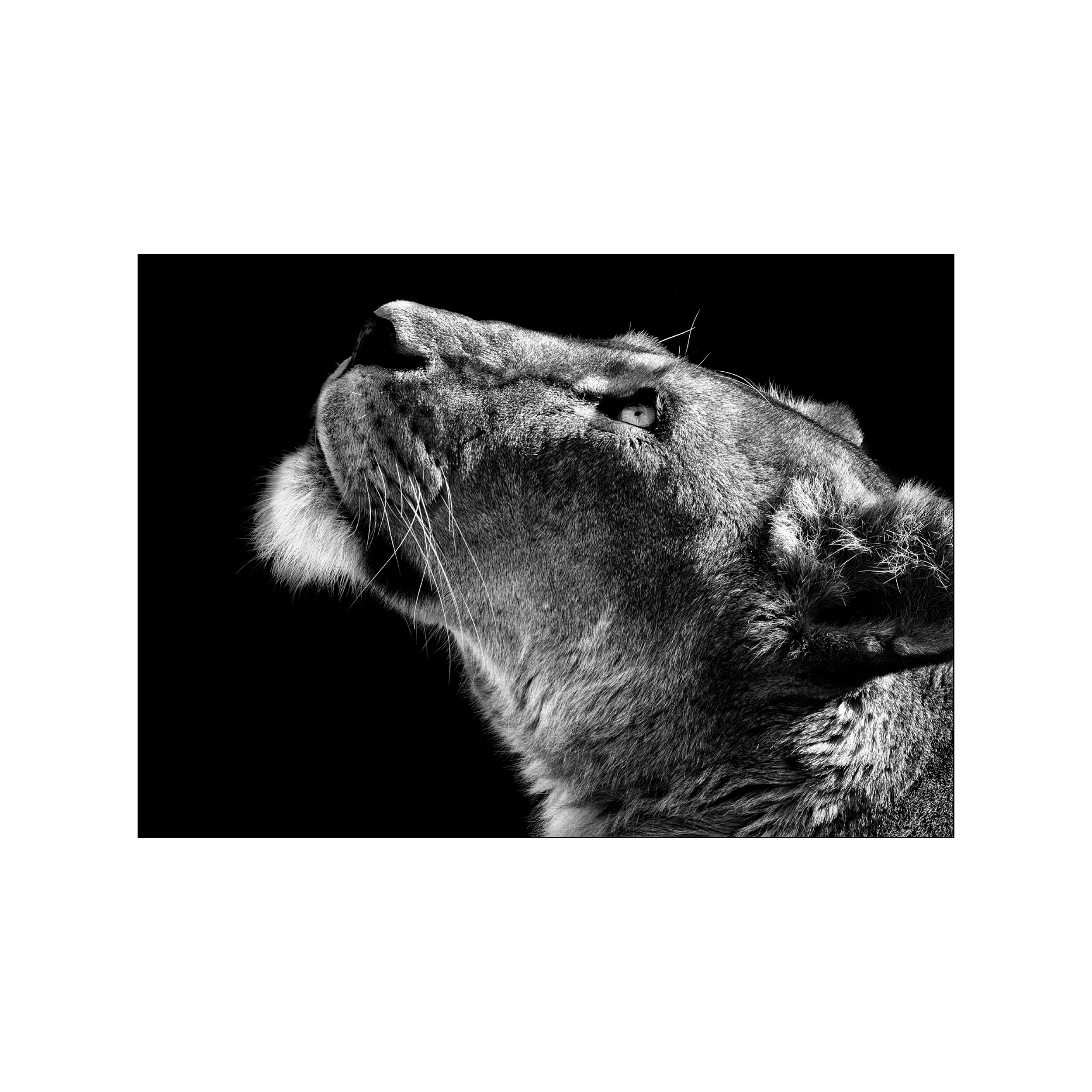 Looking Up – Poster & Frame Art Group