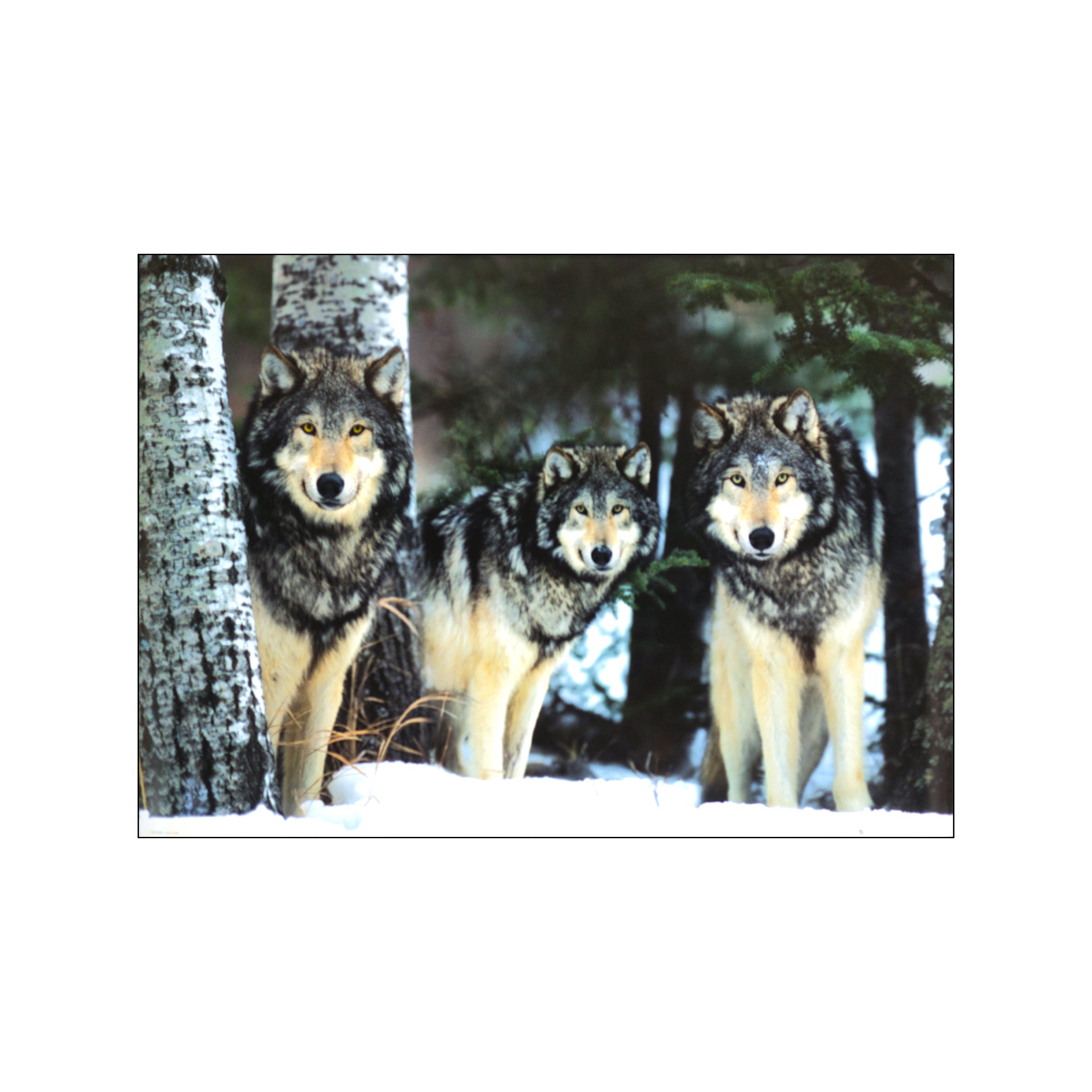 Wolves – Poster & Frame Art Group