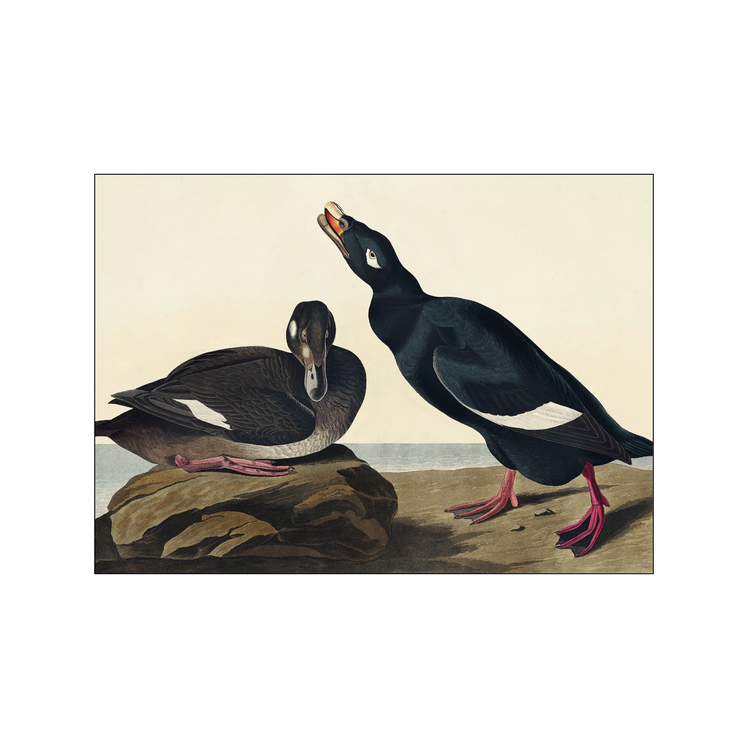 Velvet Duck – Poster & Frame Art Group