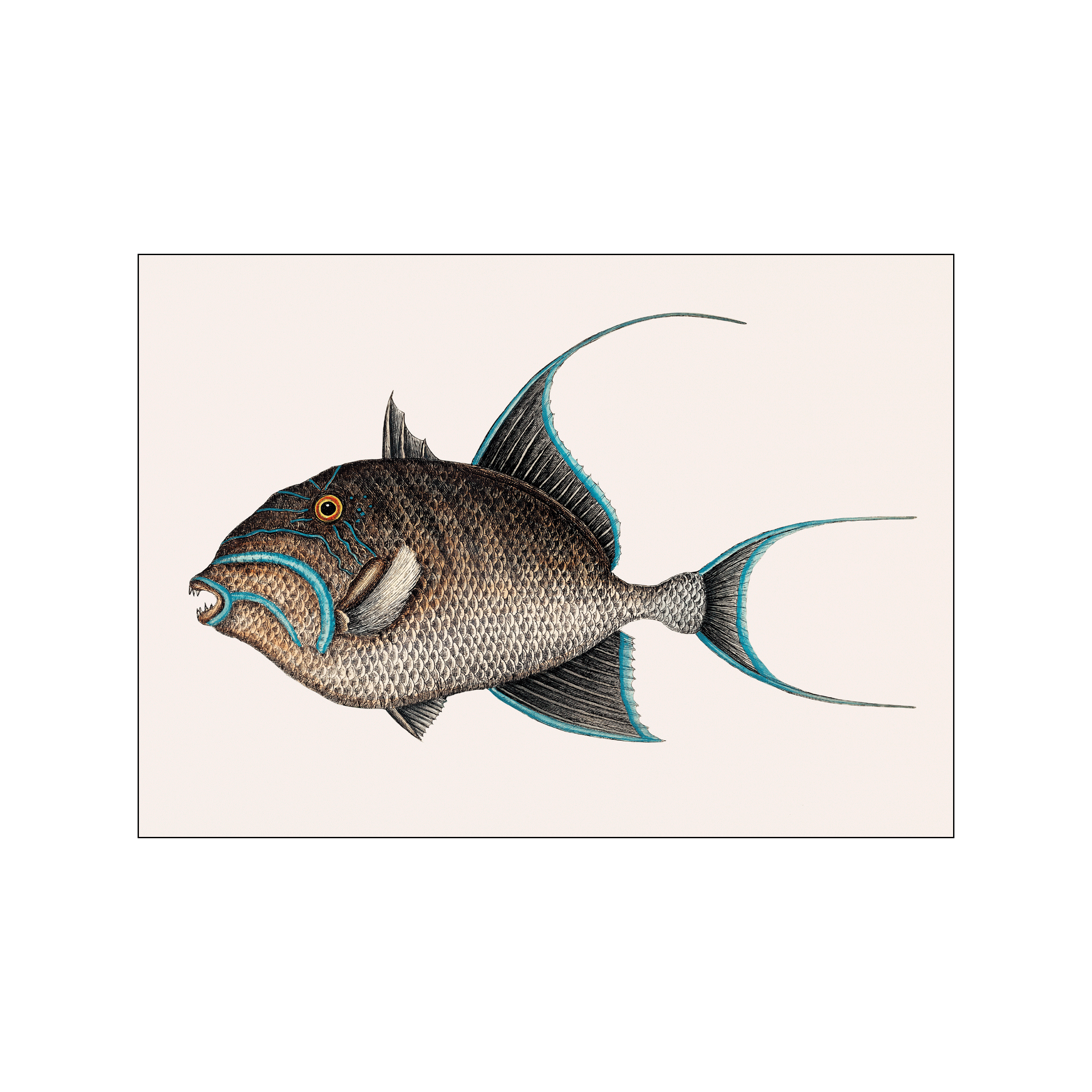 Old Wife Fish – Poster & Frame Art Group