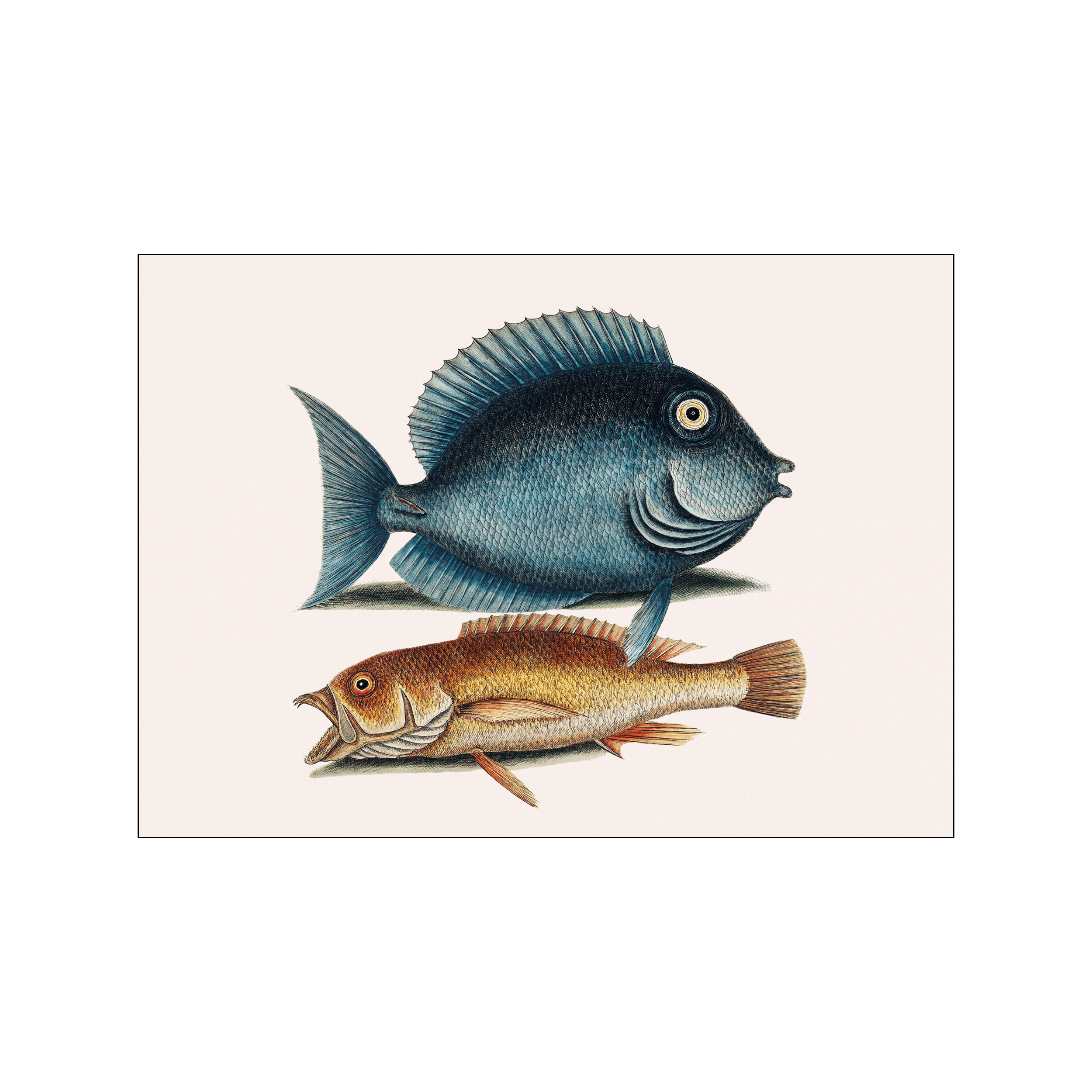 Tang fish – Poster & Frame Art Group