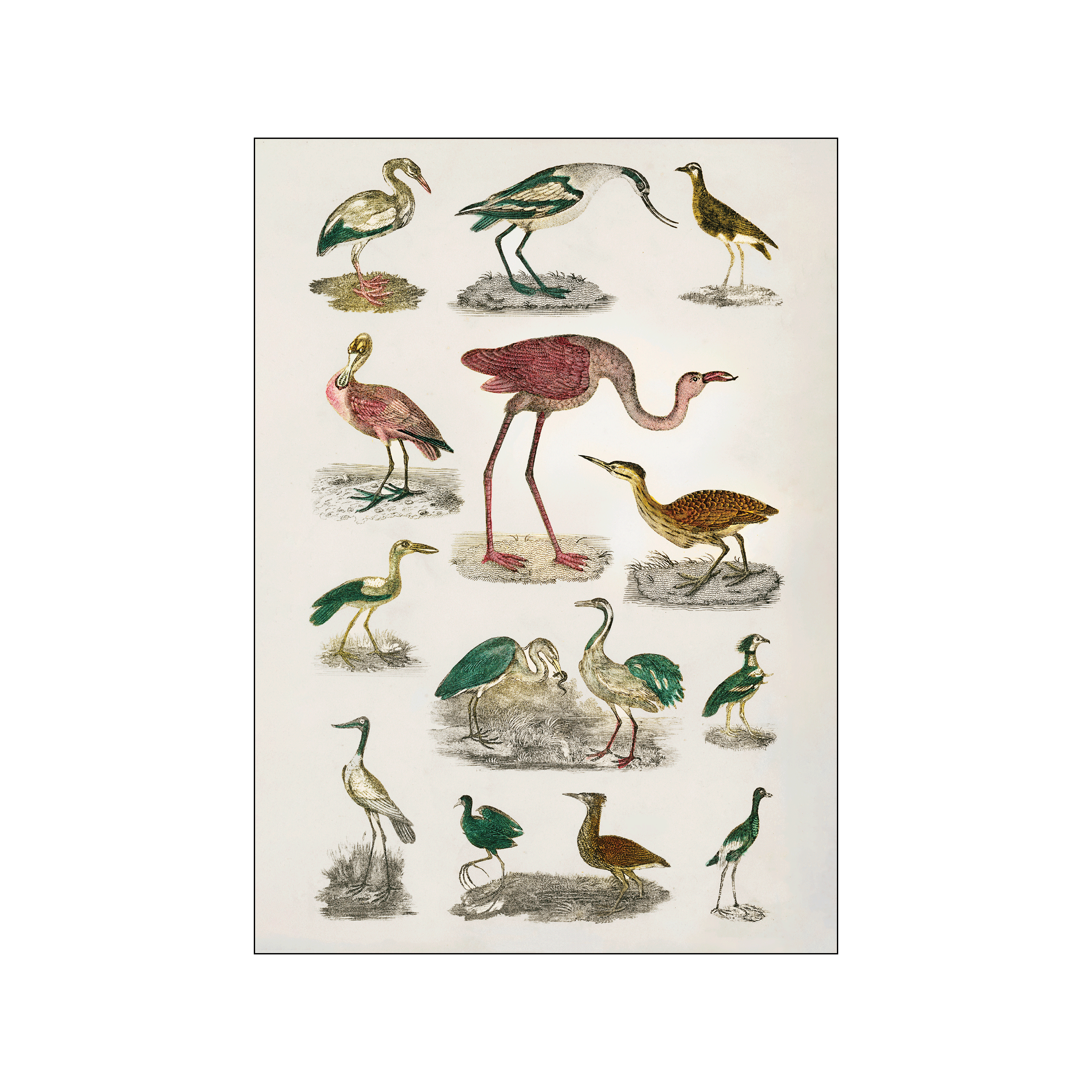 Flightless Birds – Poster & Frame Art Group
