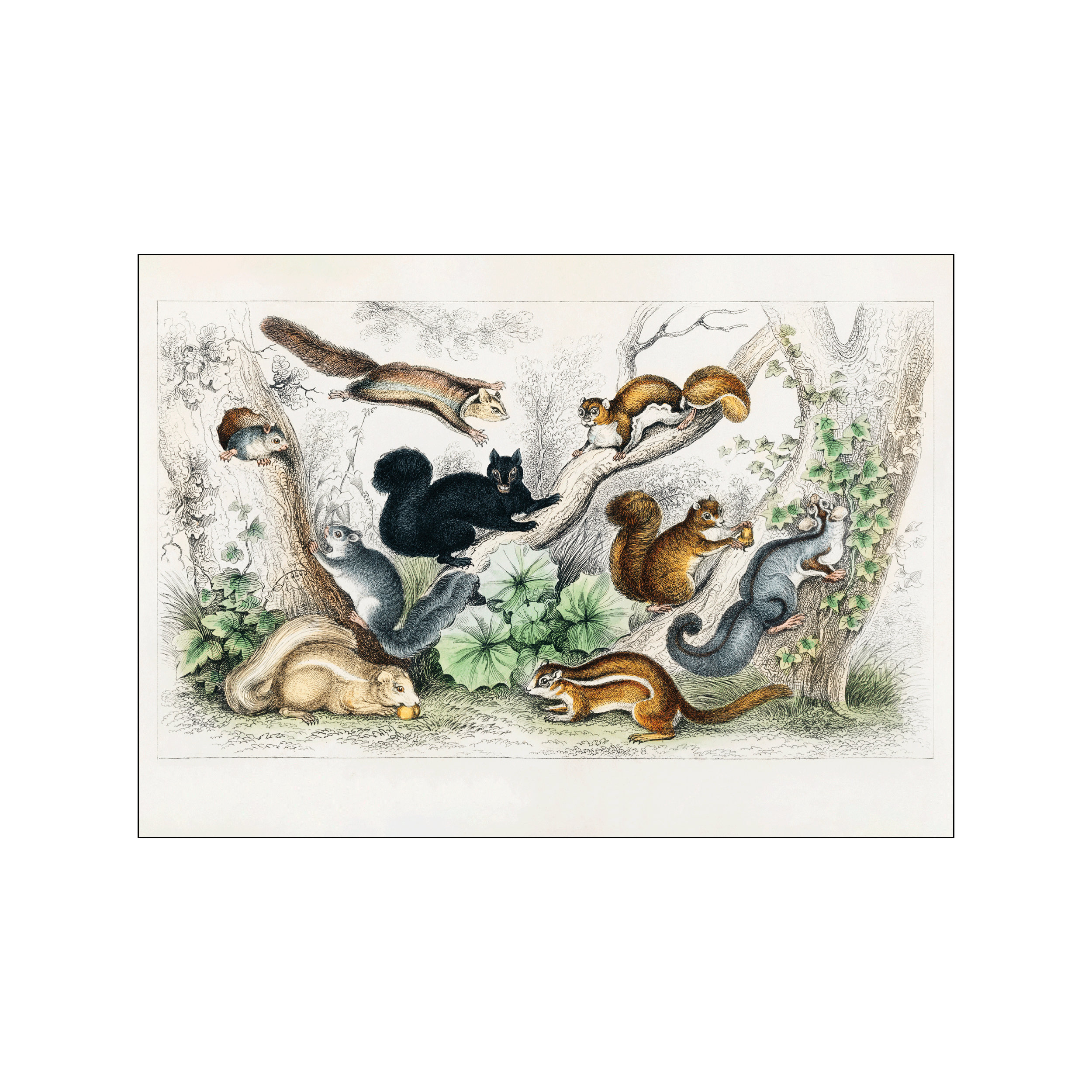 Wild Squirrels – Poster & Frame Art Group