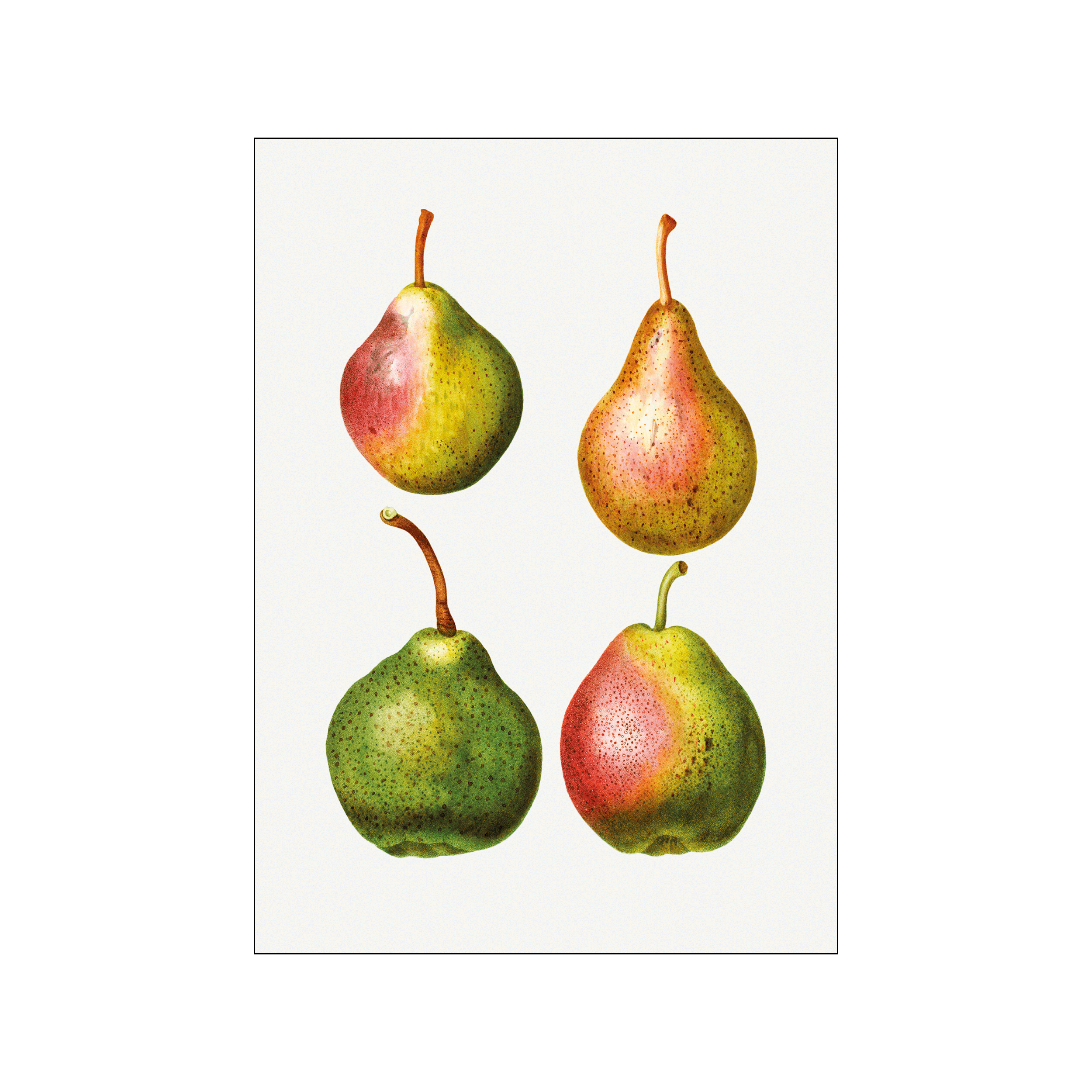 Pear Pyrus Pear Pyrus Communis 06 – Poster & Frame Art Group