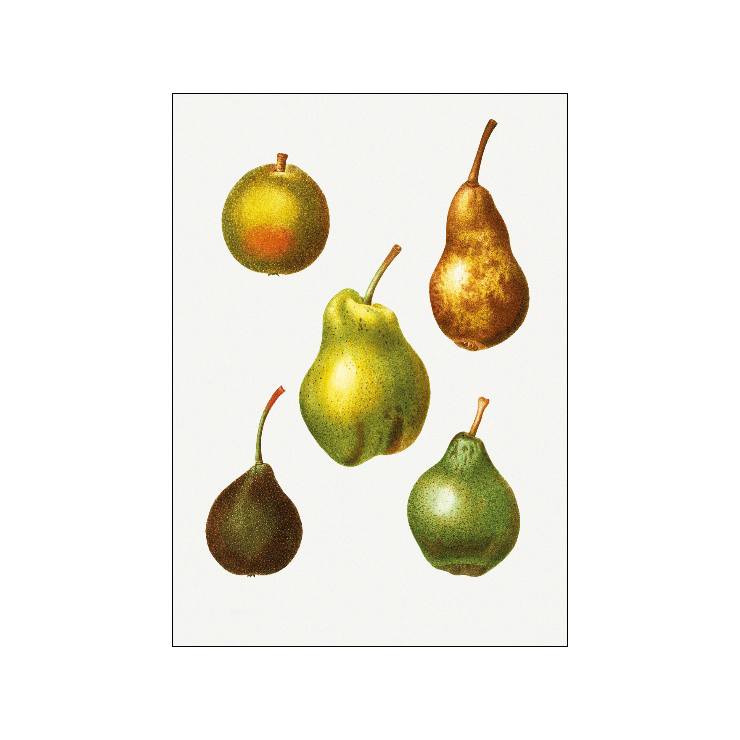 Pear Pyrus Pear Pyrus Communis 07 – Poster & Frame Art Group
