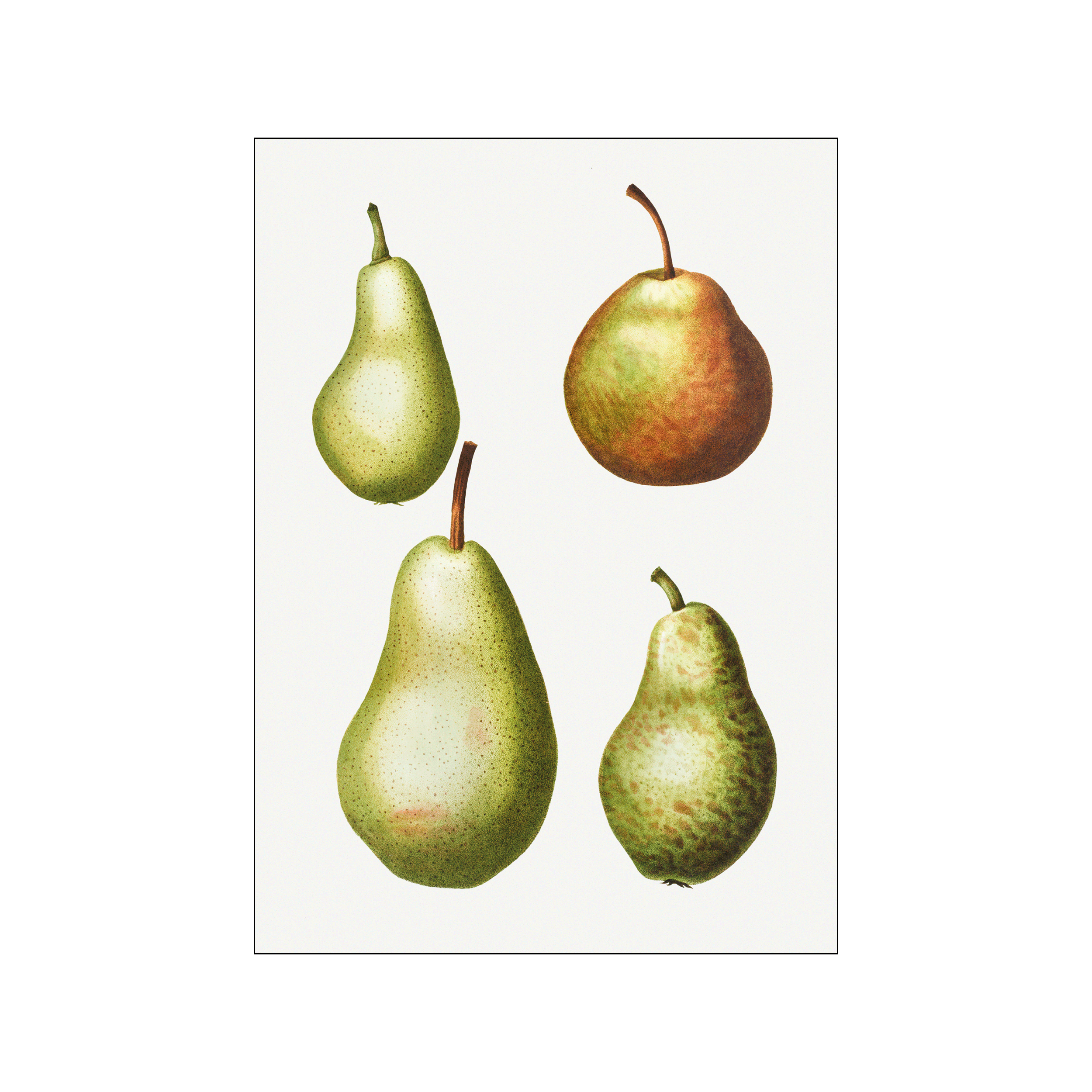 Pear Pyrus Pear Pyrus Communis 08 – Poster & Frame Art Group