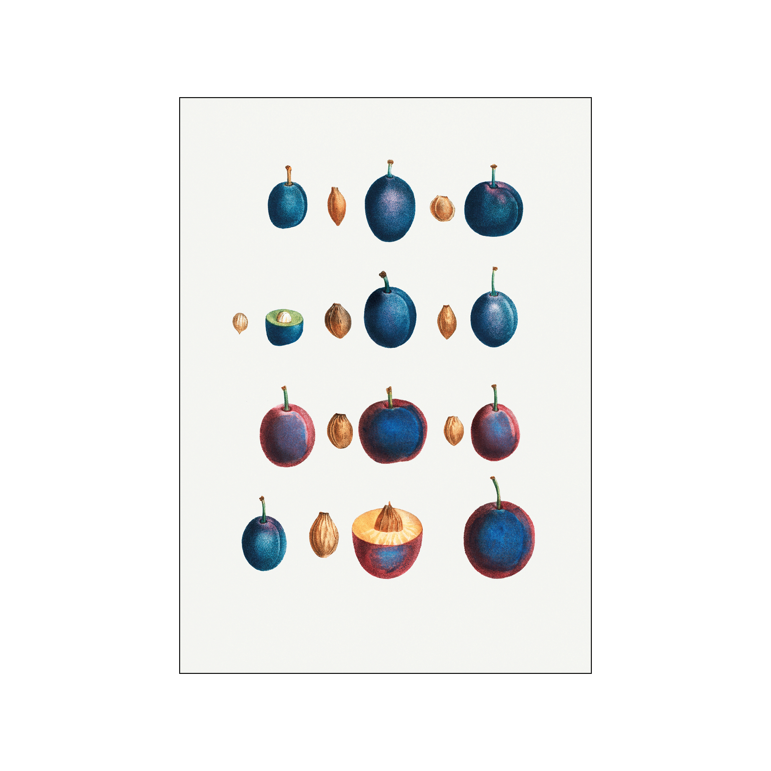 Plum Prunus – Poster & Frame Art Group