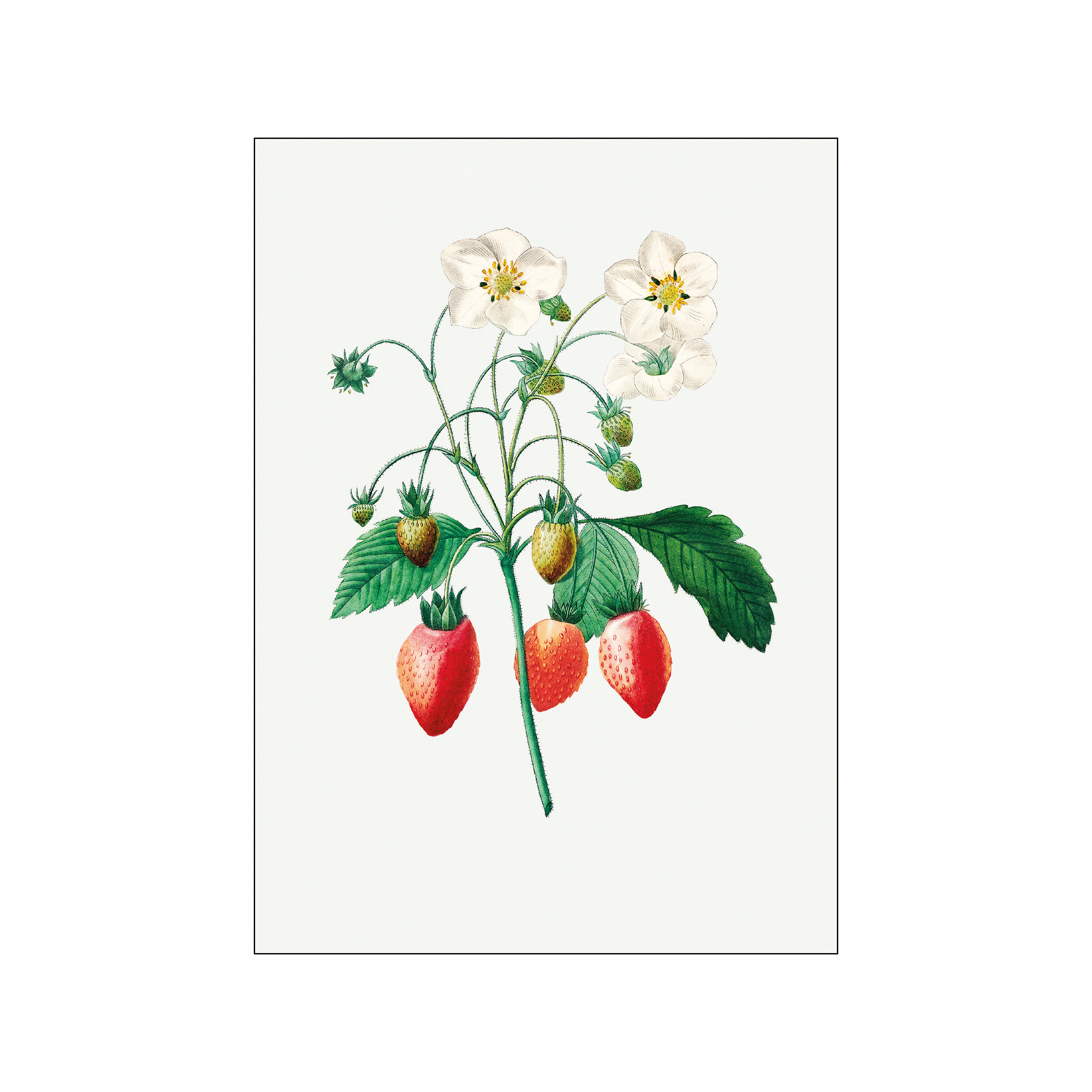 Strawberry – Poster & Frame Art Group