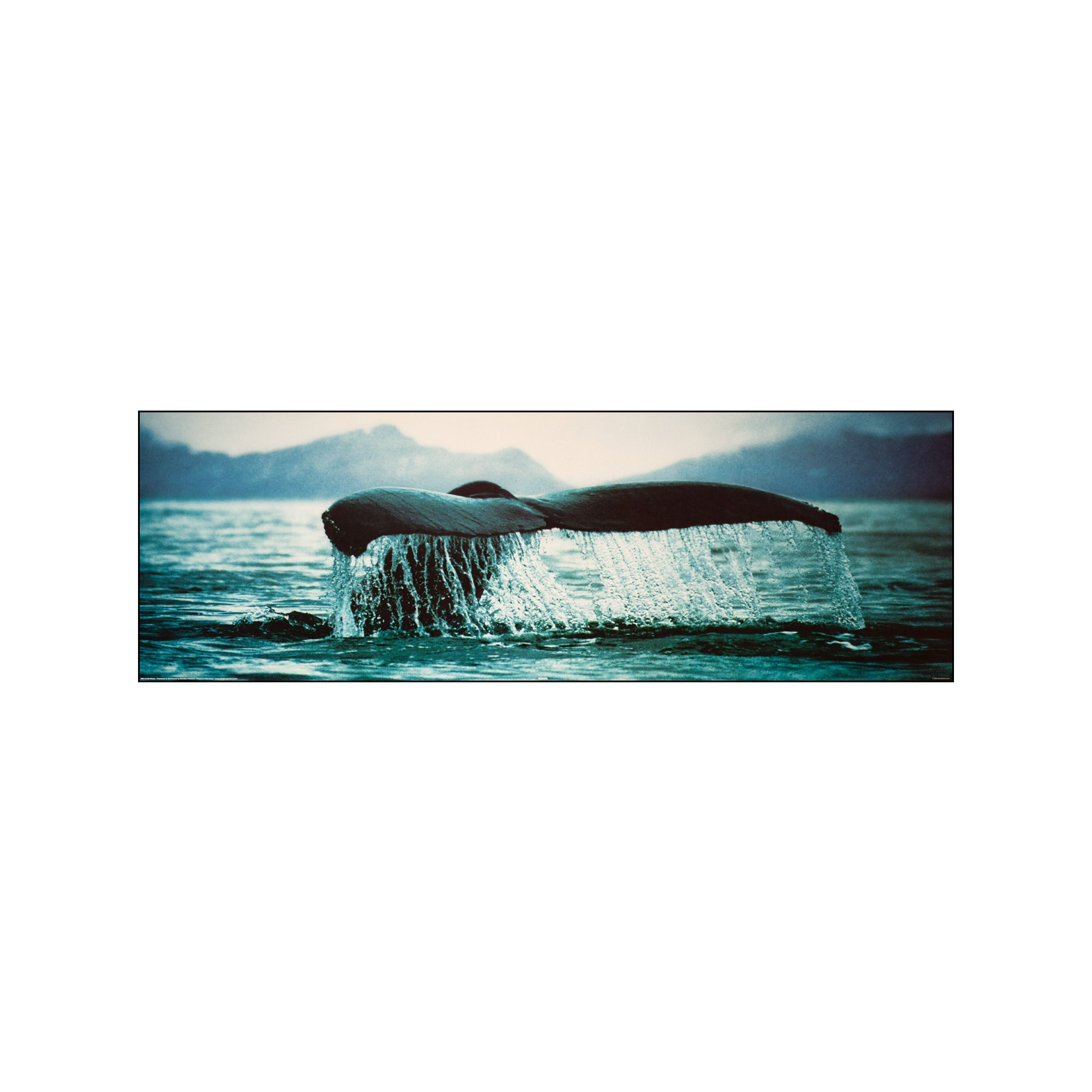 Whale – Poster & Frame Art Group