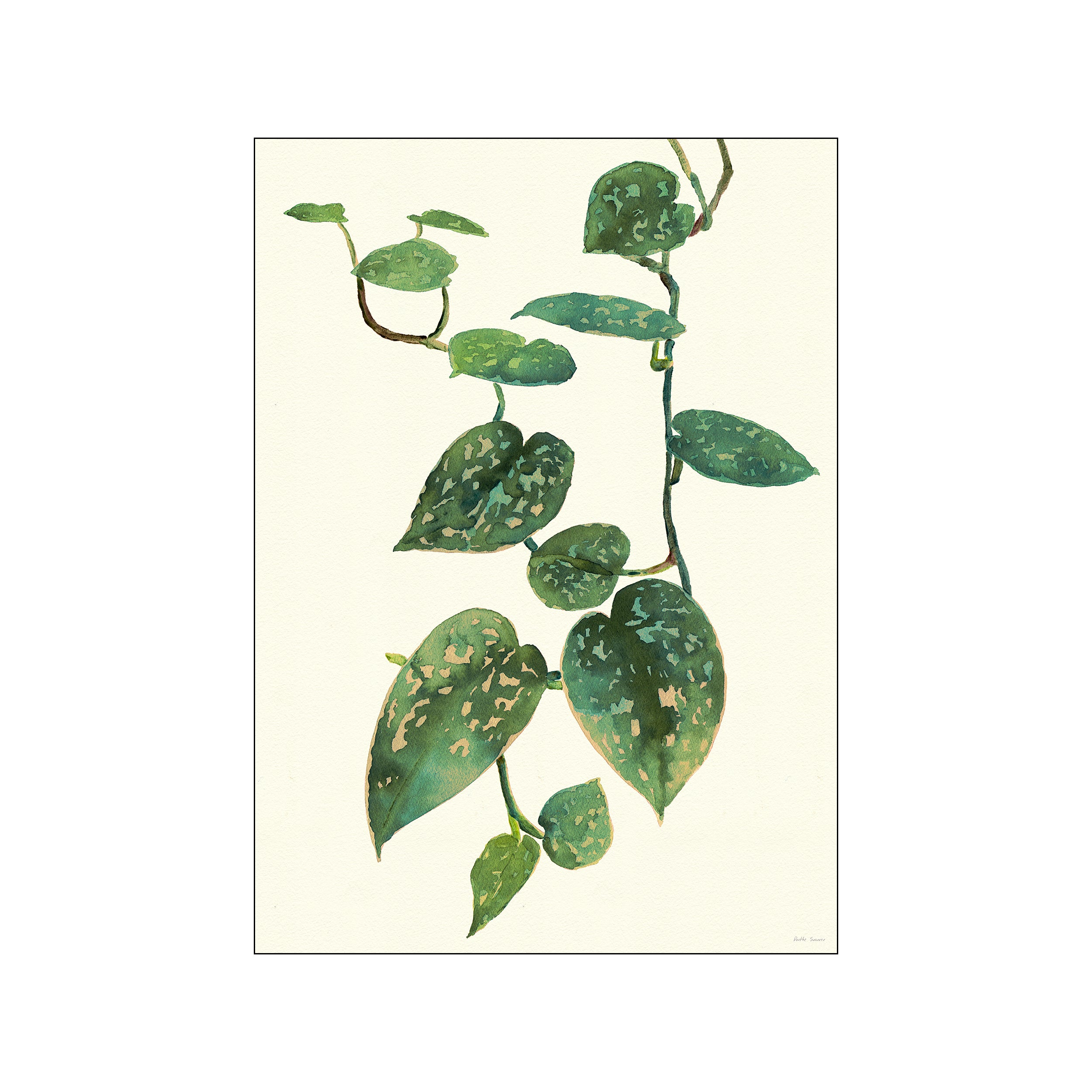 Pothos Satin – Poster & Frame Art Group