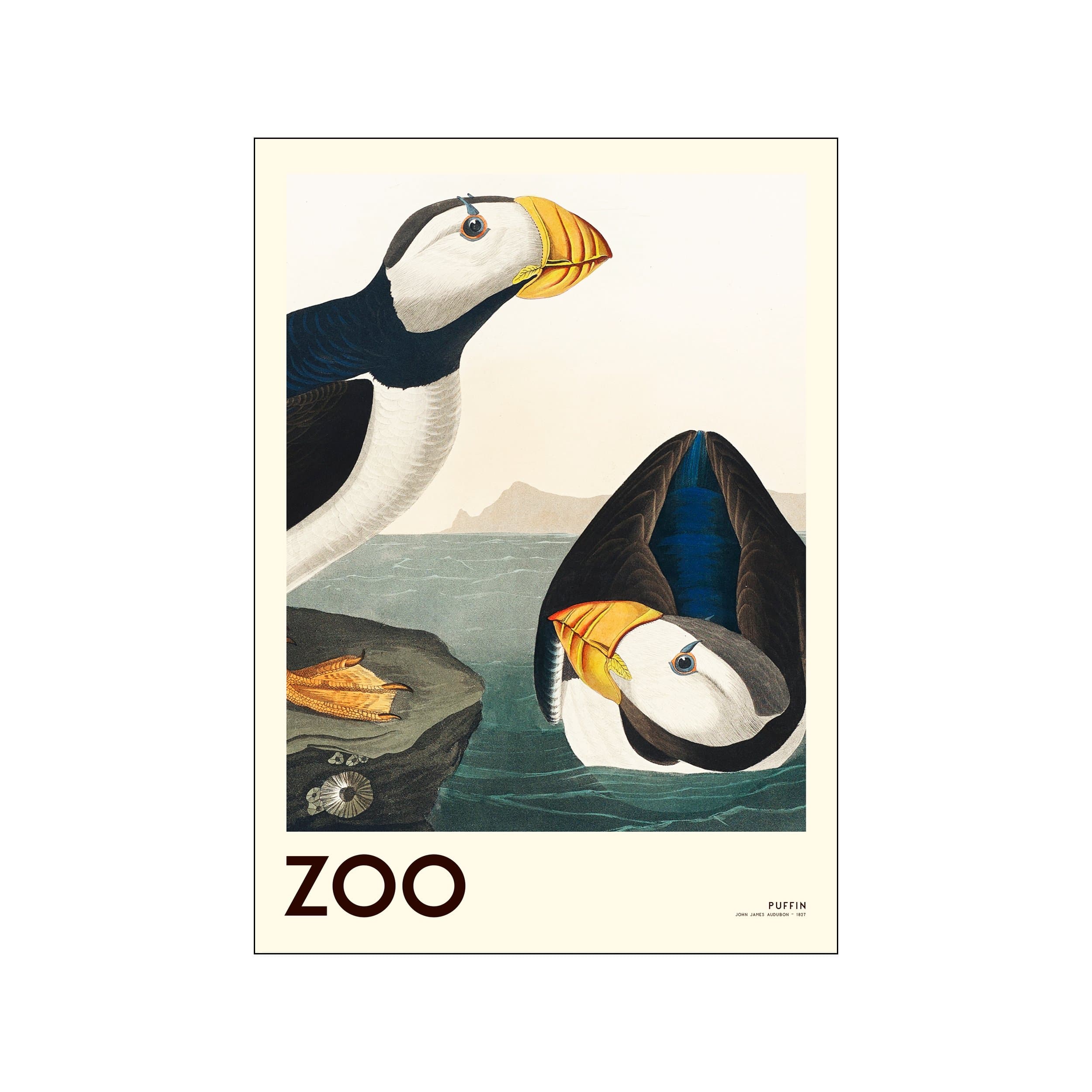 The Zoo Collection — Puffin — Edt. 001 – Poster & Frame Art Group