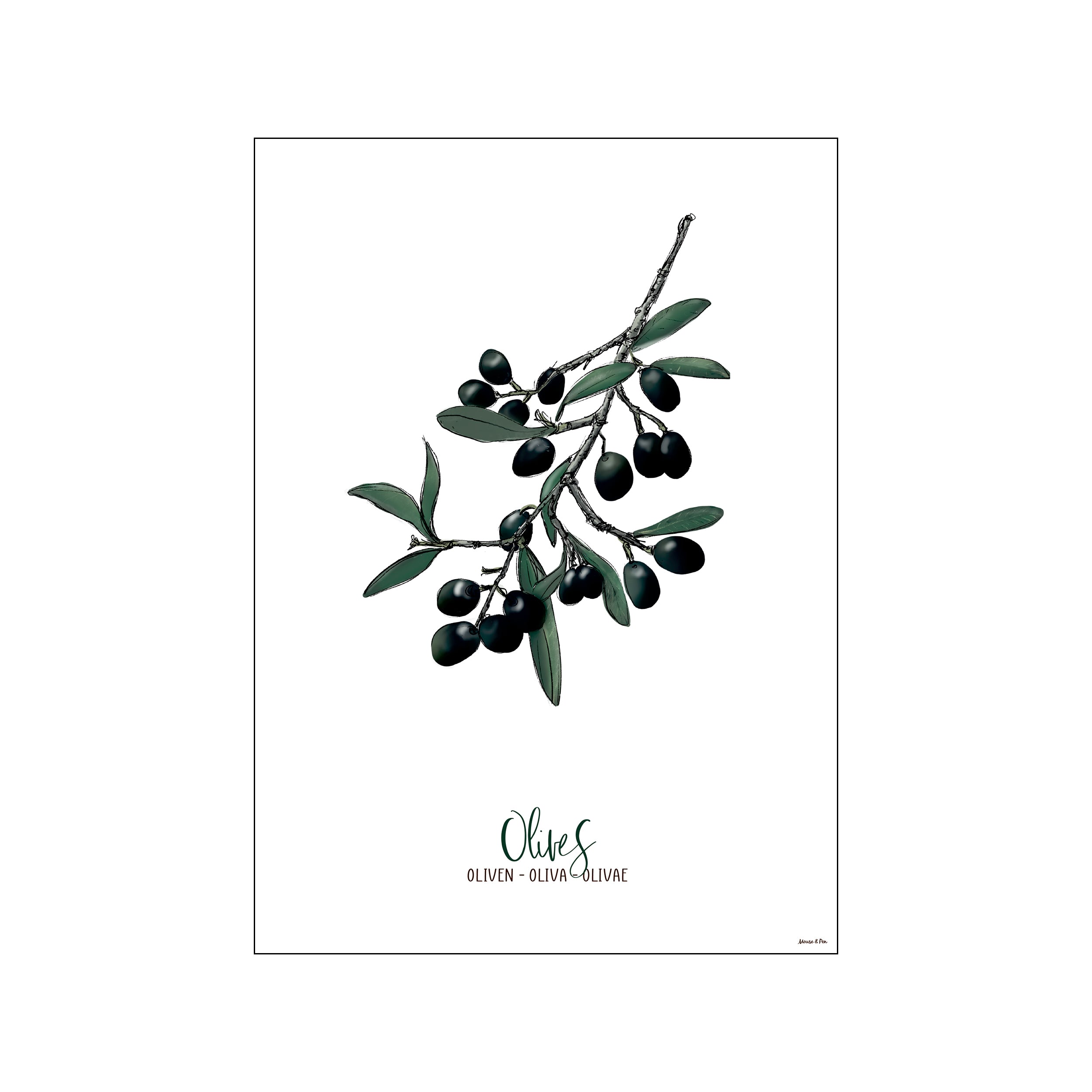 Oliven - Olive – Poster & Frame Art Group